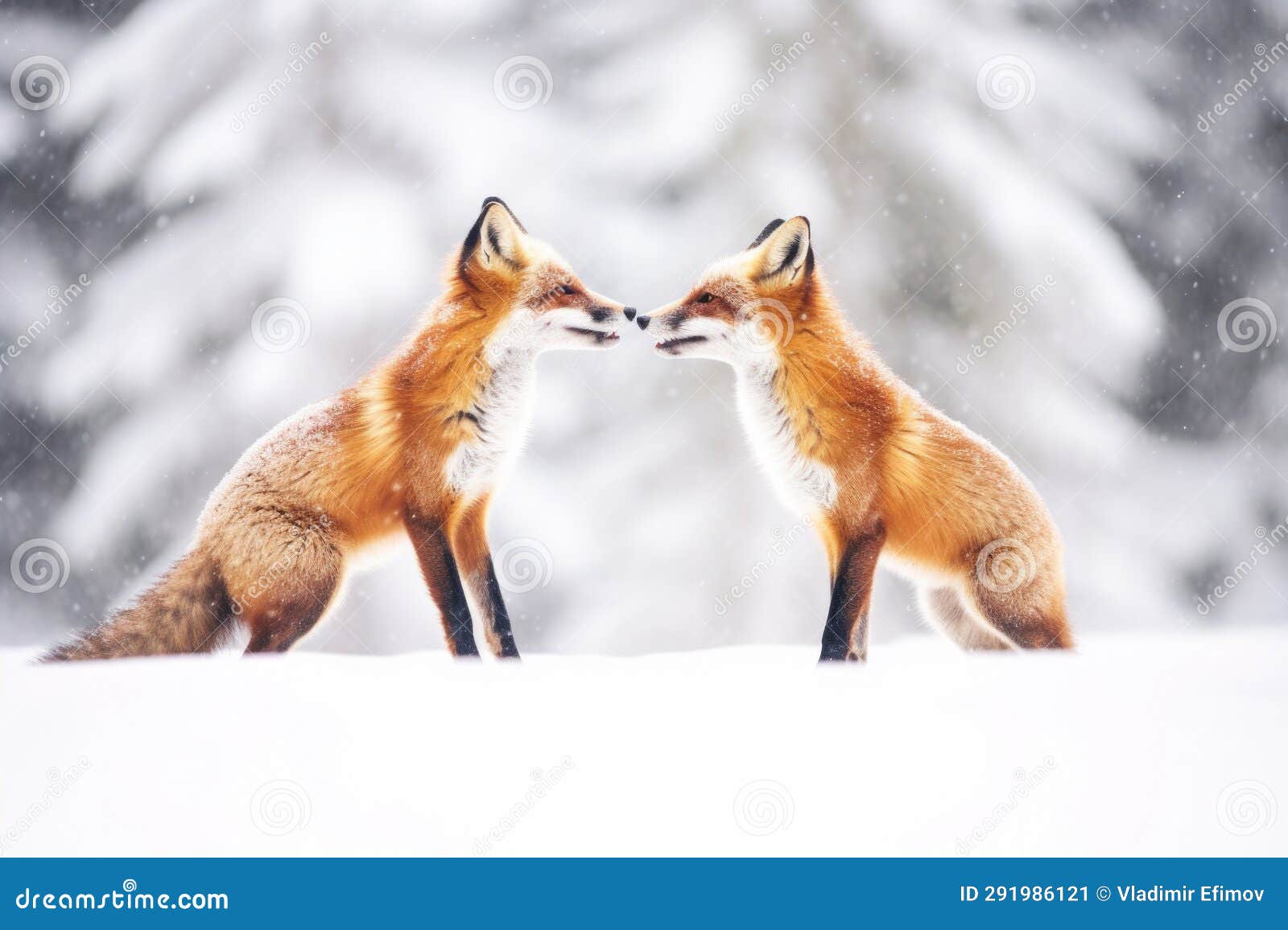 Two Foxes Playing in the Winter Forest. Sense of Playfulness and Joy ...