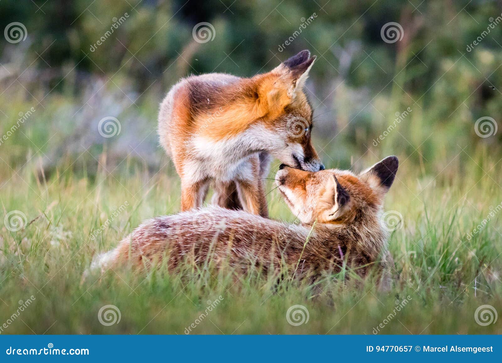 Two foxes stock image. Image of white, predator, green - 94770657