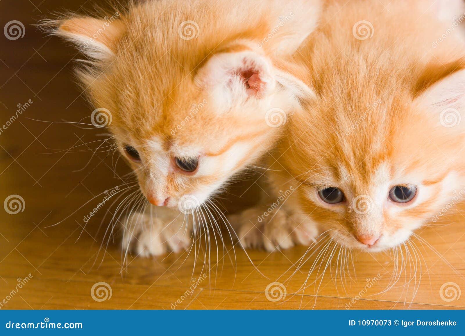 Two Foxy Kittens on the Floor Stock Image - Image of animals, cute ...