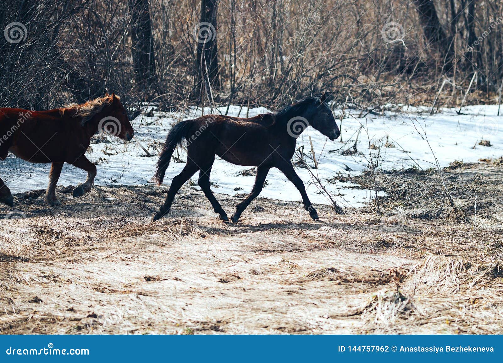 Two Free Young Horse Run on Spring Field, Red and Black Stock Photo ...