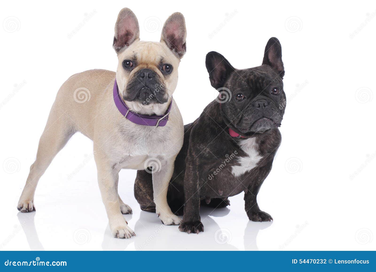 Two French Bulldogs Isolated Stock Photo - Image of looking, isolated ...