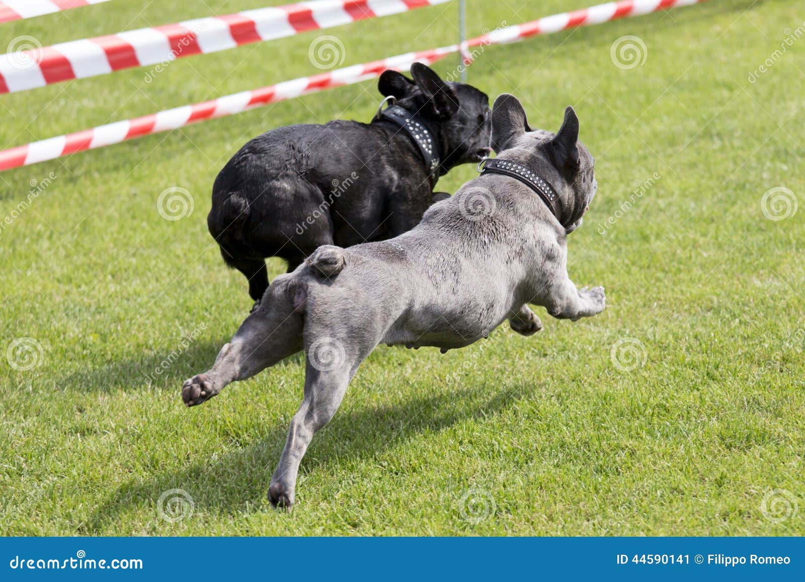 Two French Bulldogs Running on a Lawn Stock Image - Image of mammal ...