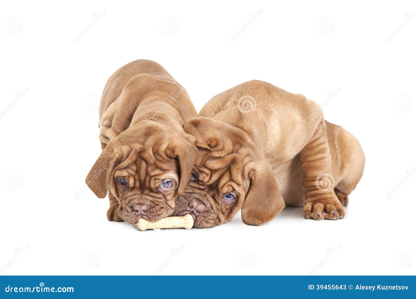 Two French Mastiff Pups with a Bone Stock Image - Image of cute, baby ...