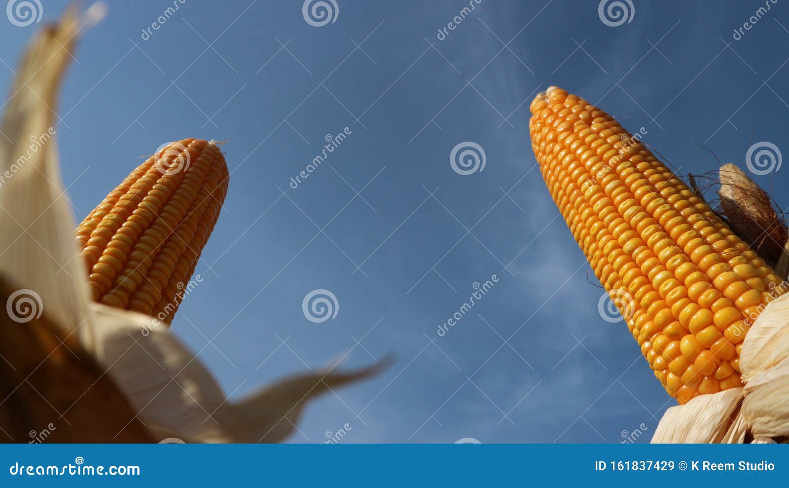 Two Fresh Corn, Soft And Dense Corn Kernels Texture Royalty-Free Stock ...