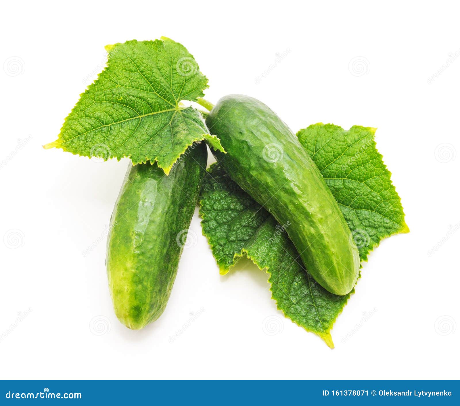 Two fresh cucumbers stock image. Image of background - 161378071