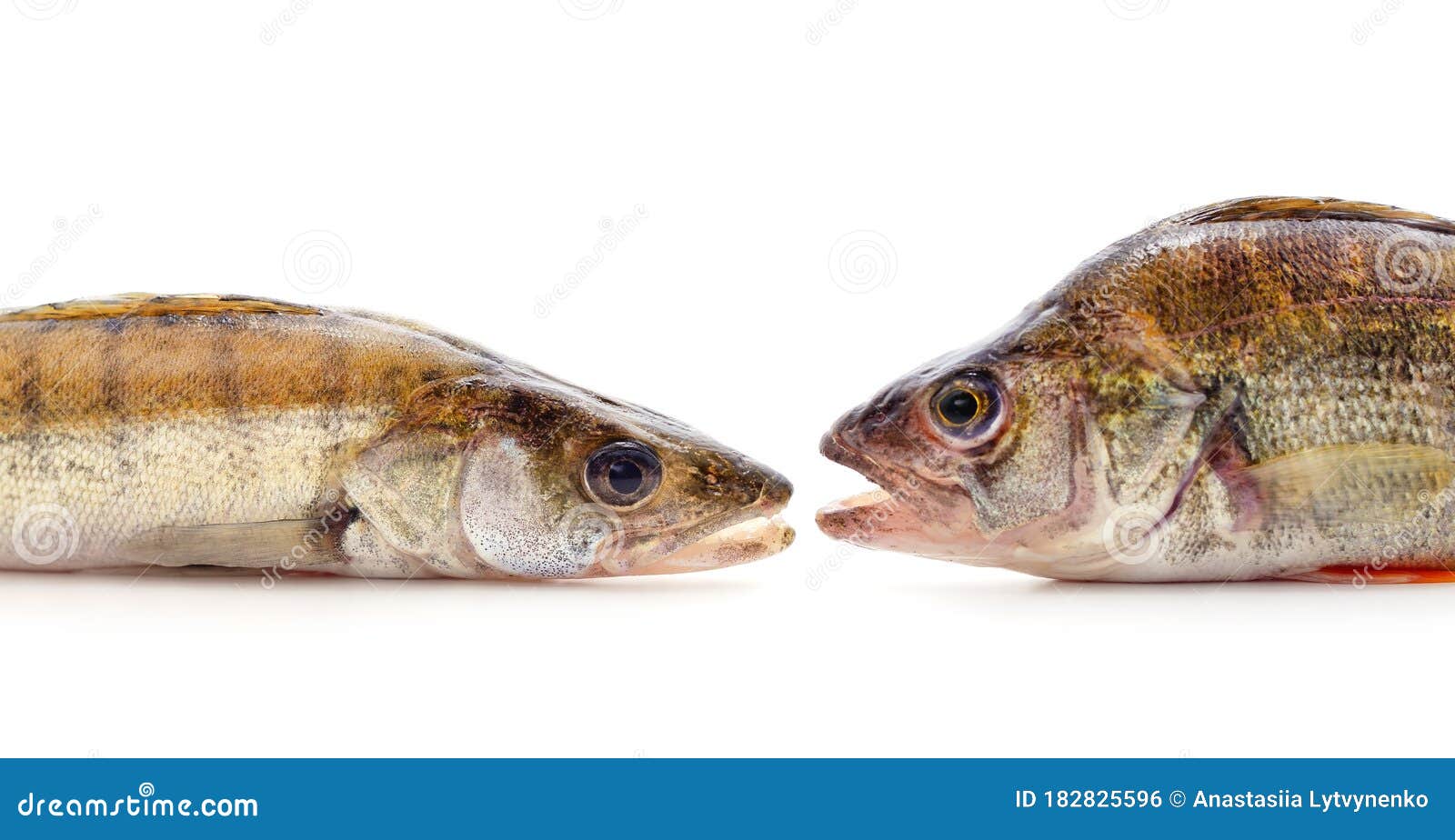 Two fresh fish stock photo. Image of black, large, small - 182825596