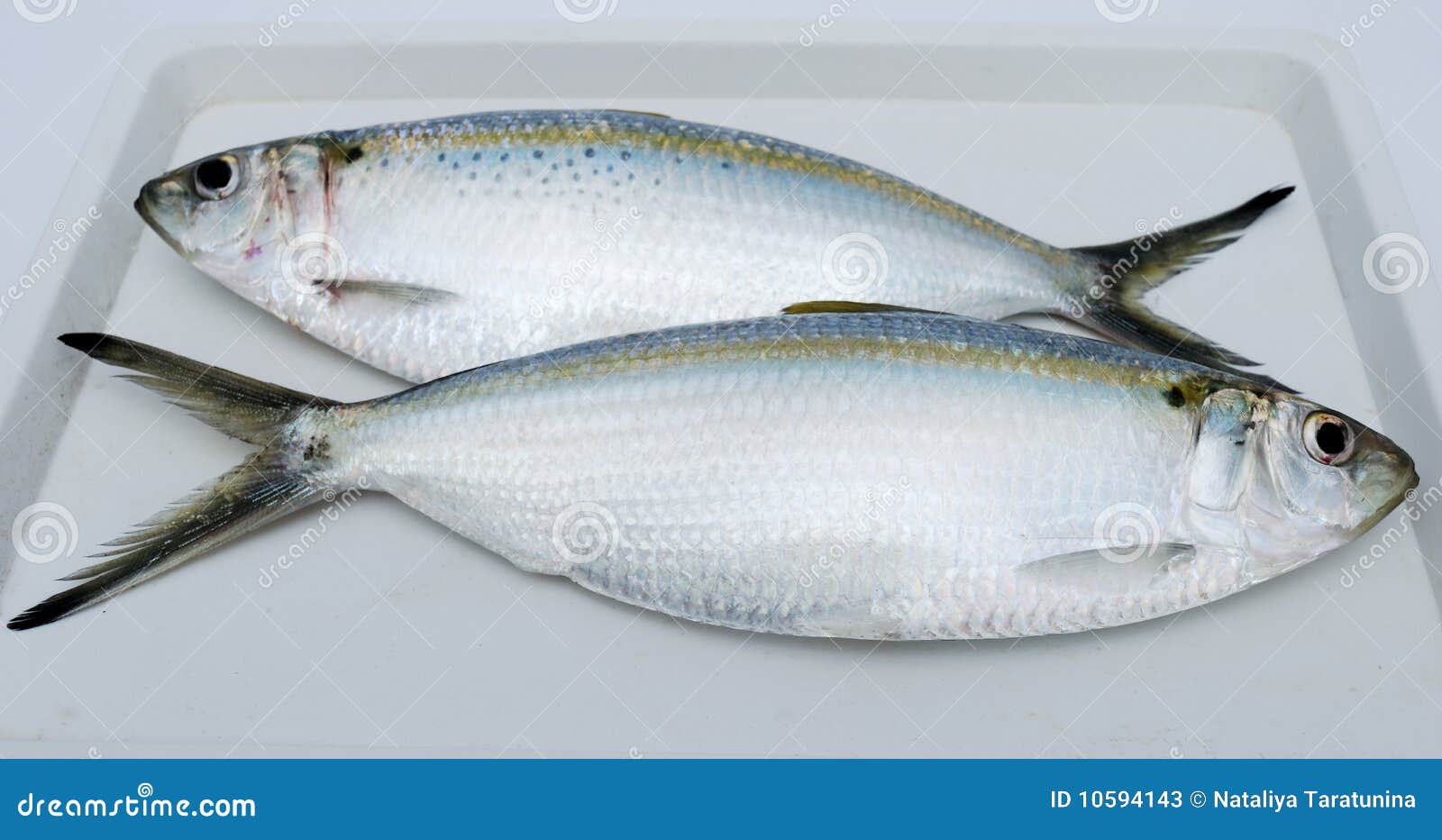 Two fresh fishes stock image. Image of color, marlin - 10594143