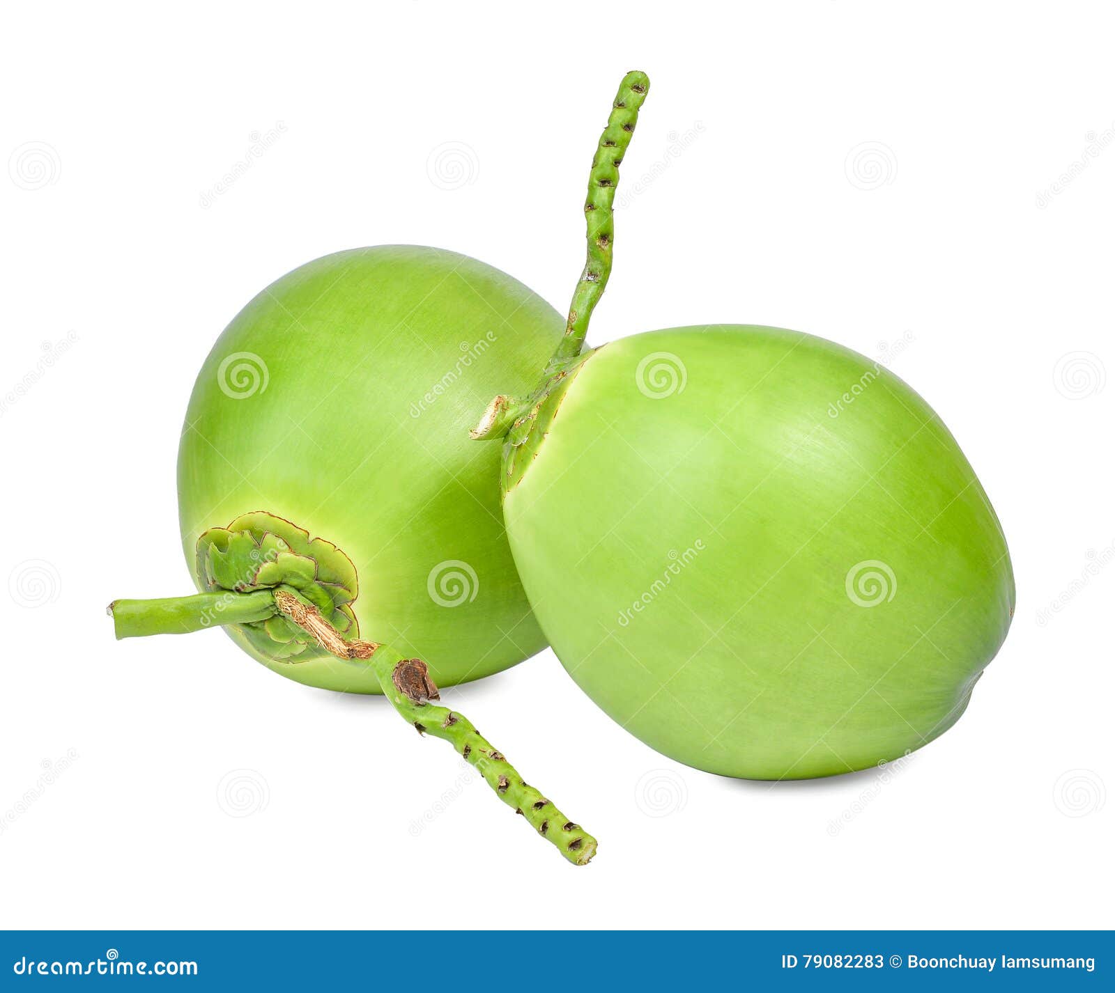 Two Fresh Green Coconut Isolated on Whit Stock Image - Image of palm ...