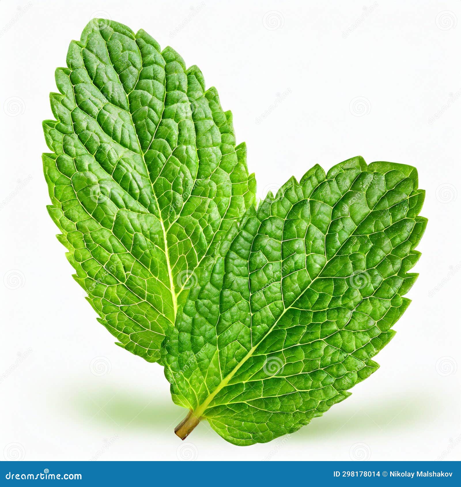 Two Fresh Green Mint Leaves Isolated on White Background. Stock Photo ...