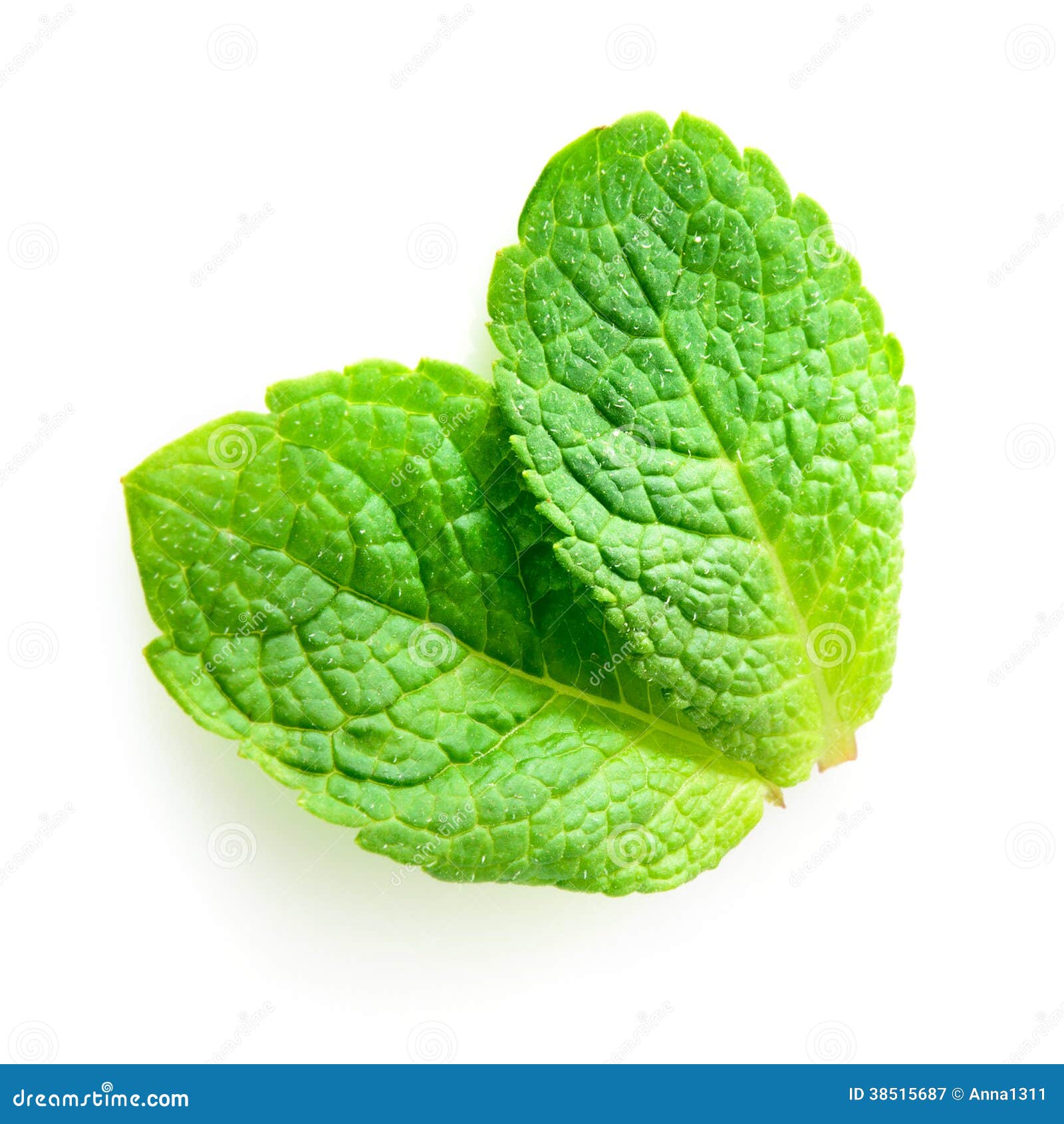 Two Fresh Mint Leaves Isolated on White Stock Image - Image of leaves ...
