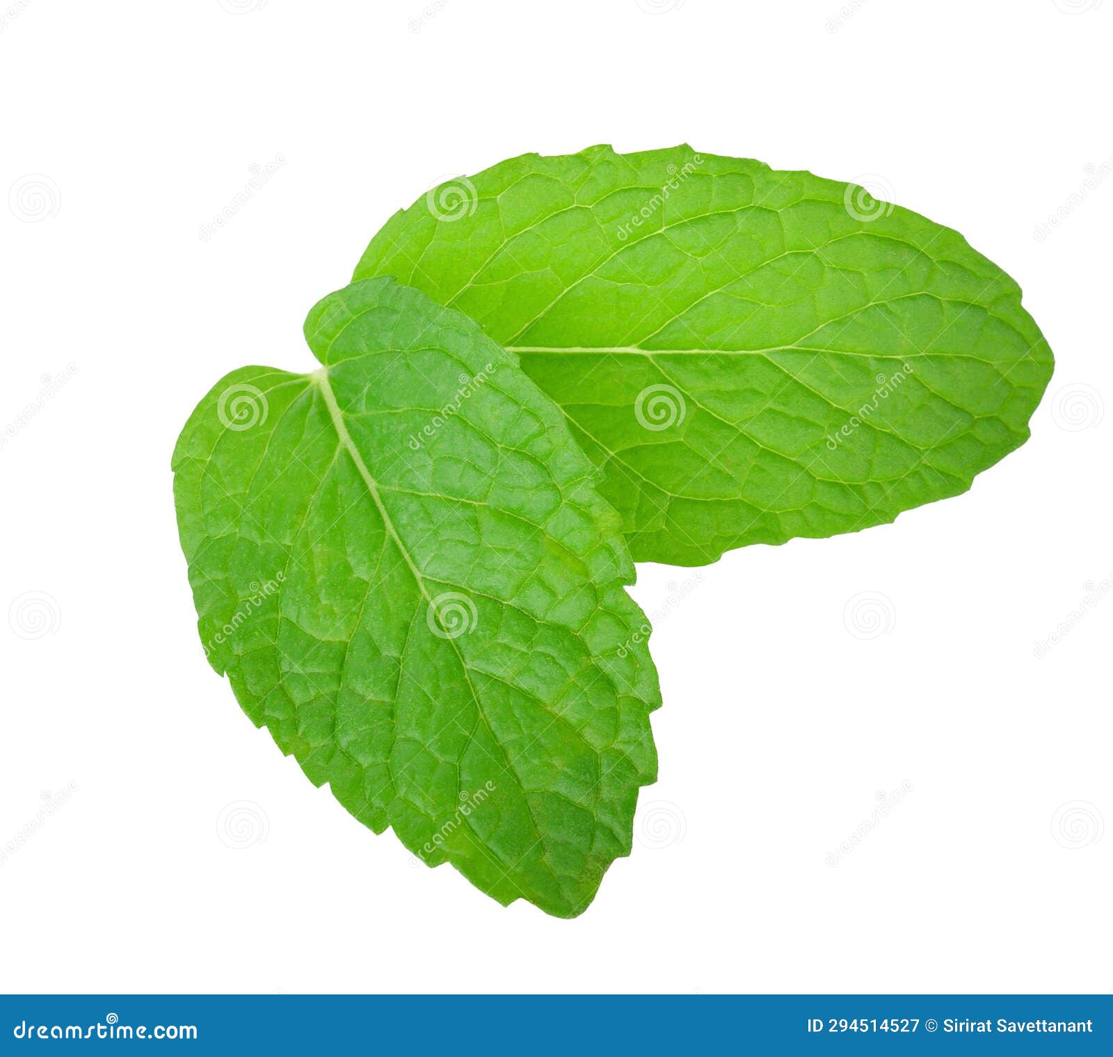 Two Fresh Mint Leaves Isolated on White Background. Clipping Path Stock ...