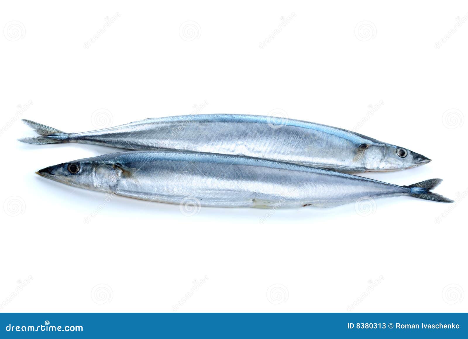Two Fresh Pacific Saury Fishes Stock Image - Image of cololabis, skin ...
