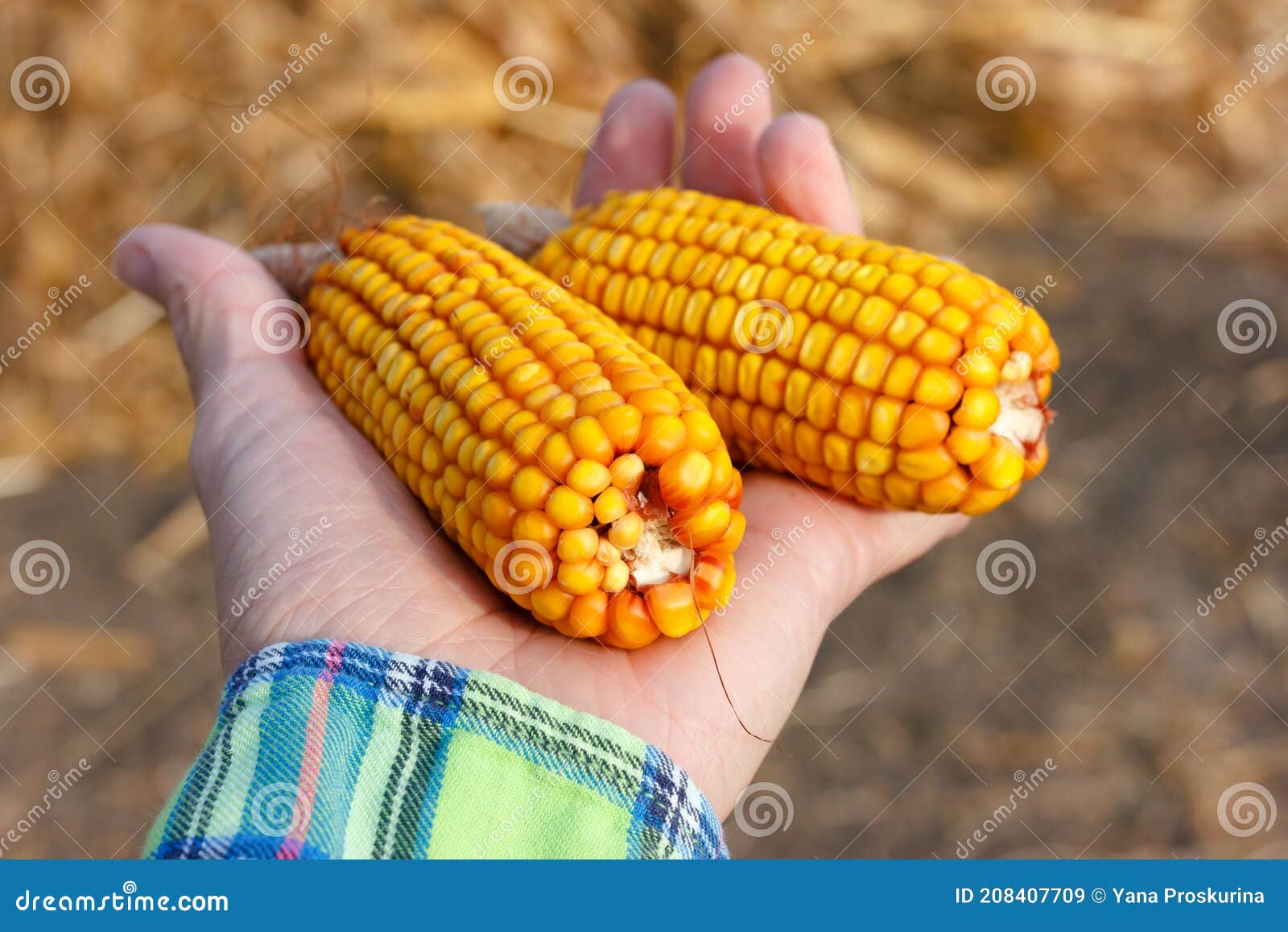 Two Fresh Raw Corn without Toxin in Hand. Concept of Ecological Non GMO ...