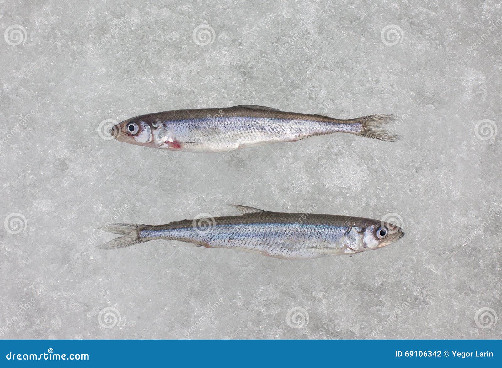 Smelt Fish (Osmerus Eperlanus) Royalty-Free Stock Image | CartoonDealer ...