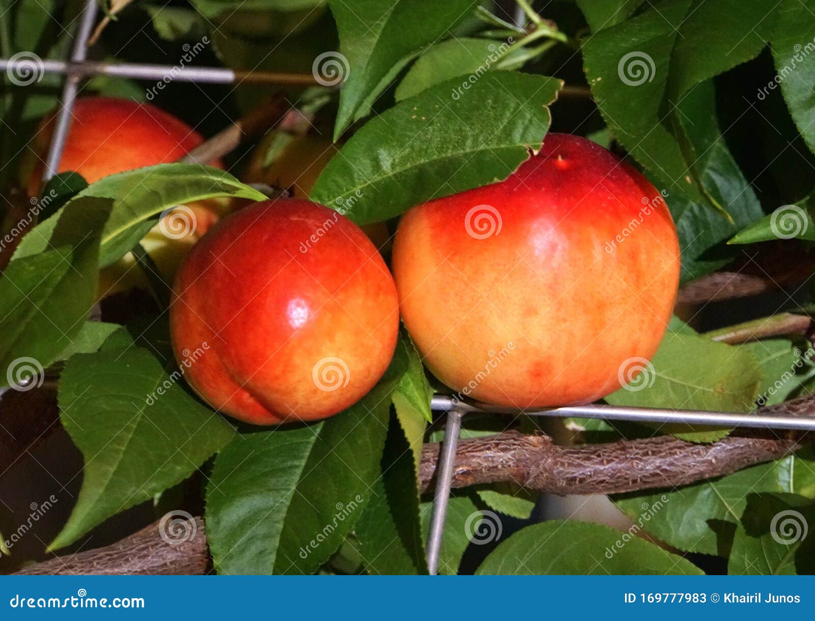 Fresh Nectarines on the Tree Stock Image - Image of agriculture, yellow ...