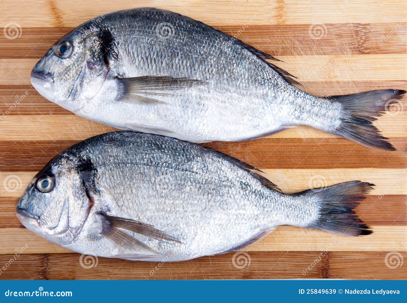 Two fresh sea bream stock image. Image of protein, bream - 25849639
