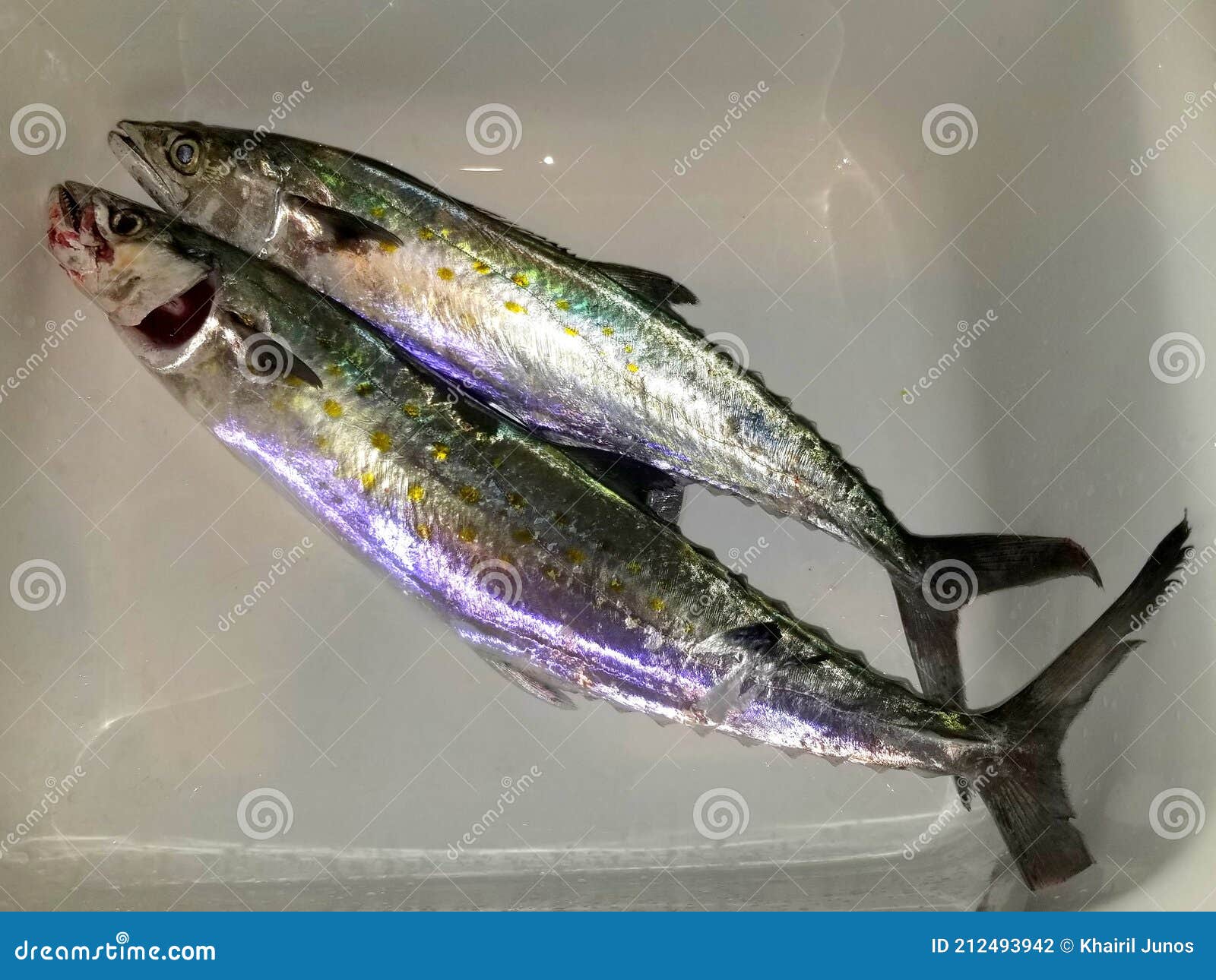 Two Fresh Spanish Mackerel Inside a White Sink Stock Photo - Image of ...