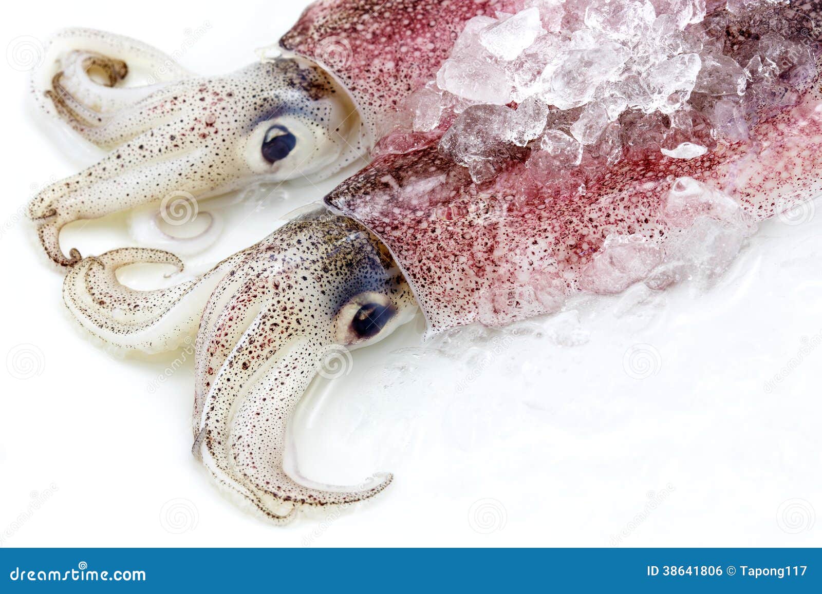 Two Fresh Squid Royalty Free Stock Image - Image: 38641806