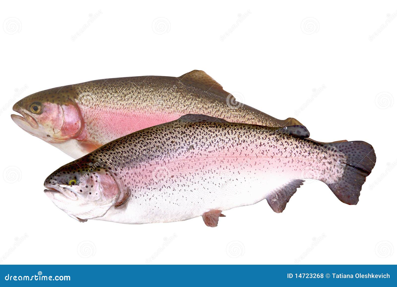 Two Fresh Trout Fish Isolate Stock Photo - Image of animal, delicious ...