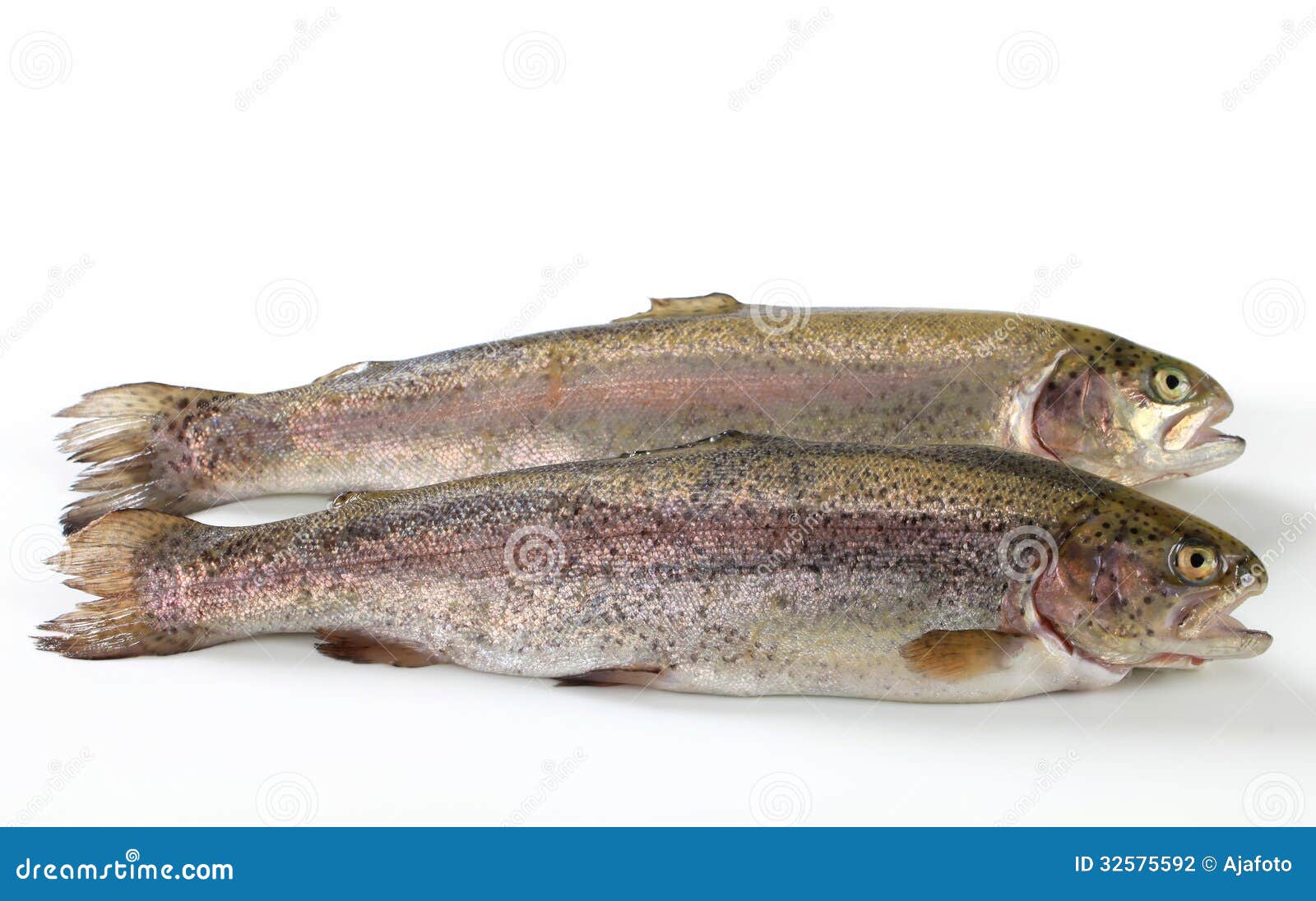 Two fresh trout stock photo. Image of rainbow, uncooked - 32575592