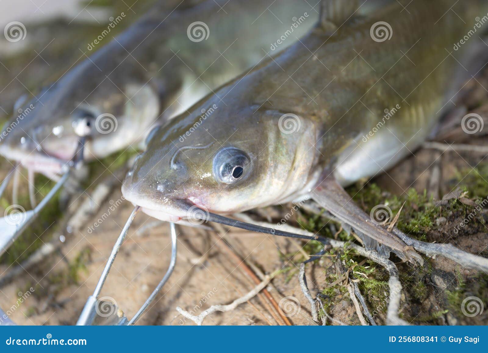 Two freshly caught catfish stock image. Image of beige - 256808341