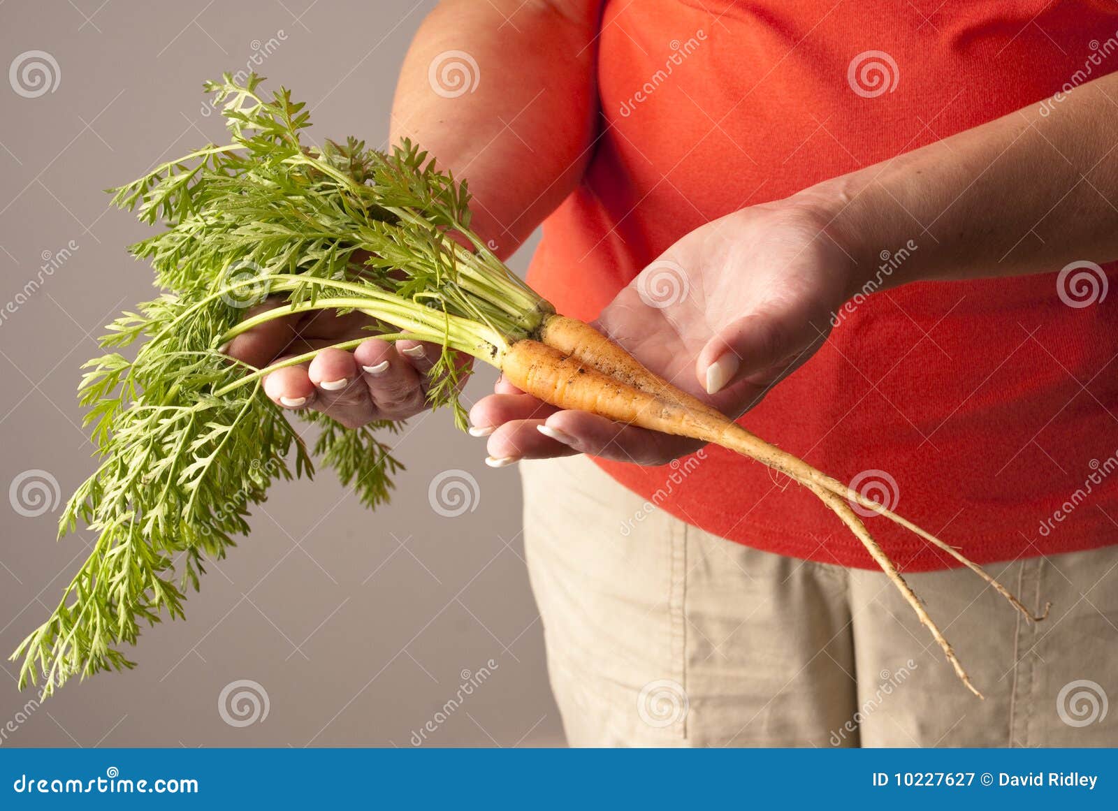 Two Freshly Picked Young Carrots Stock Image - Image of grown, young ...