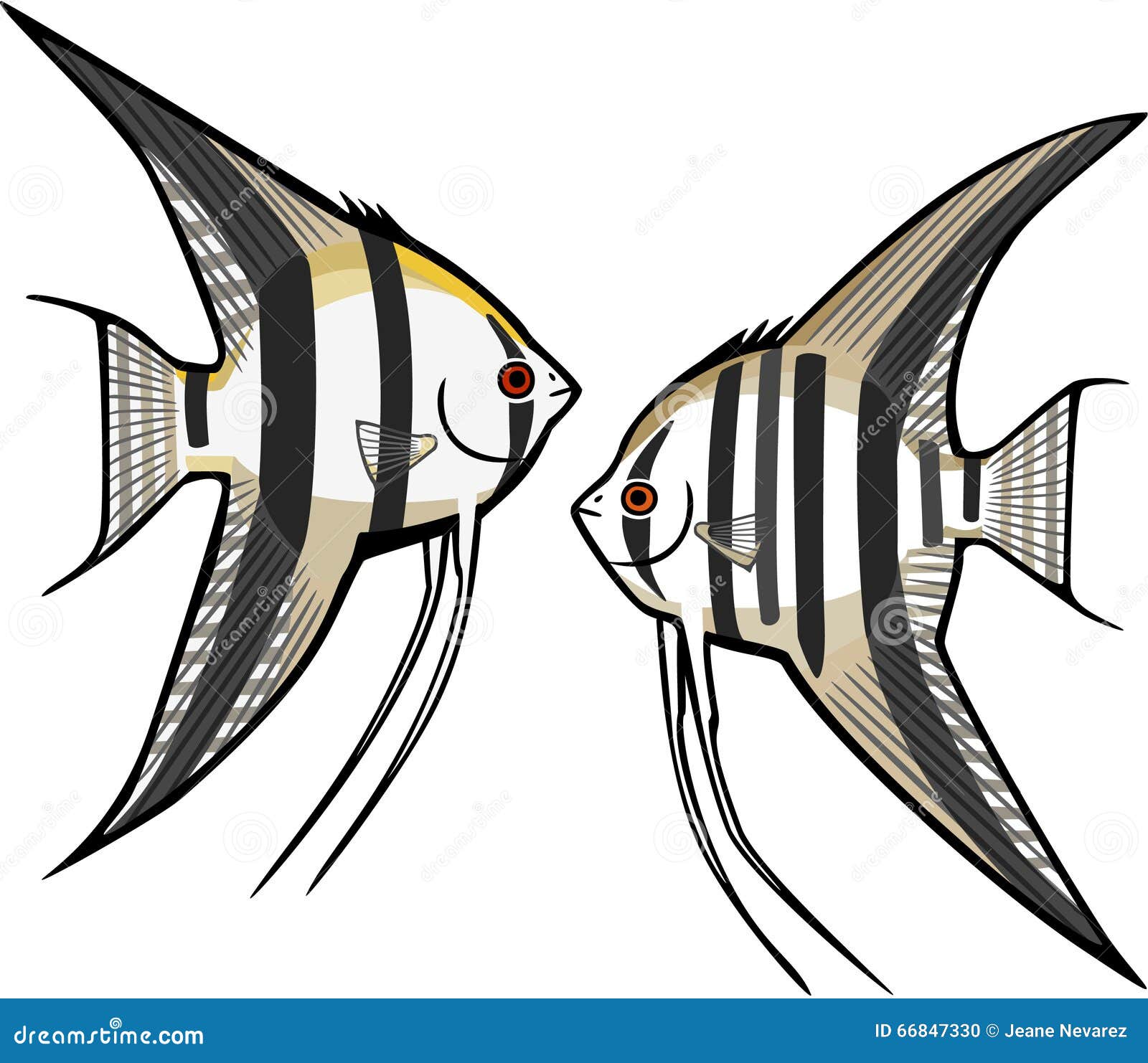 Two Freshwater Angelfish stock vector. Illustration of orange - 66847330