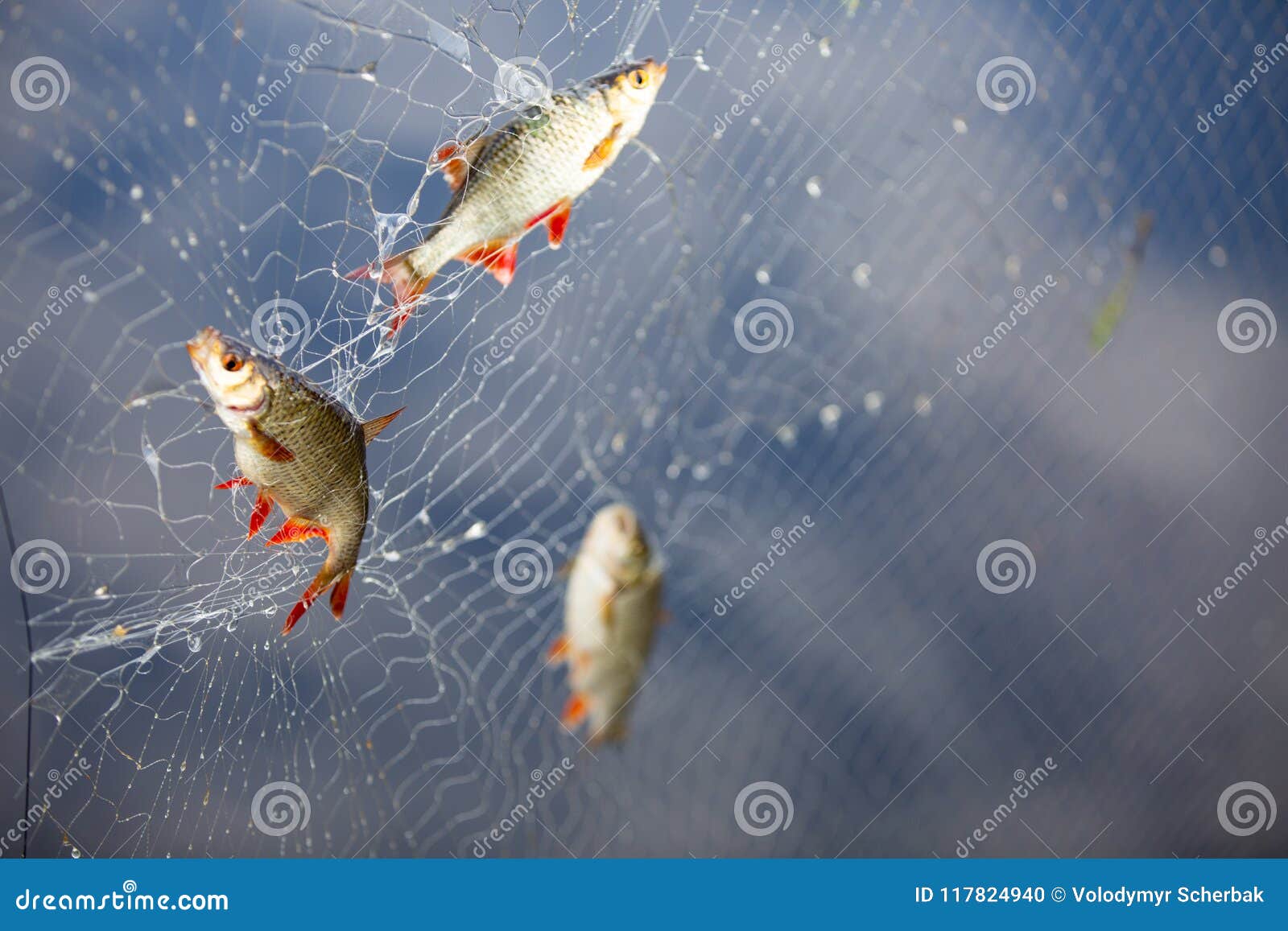 Two Freshwater Fish Caught in a Net Stock Photo - Image of fishing ...