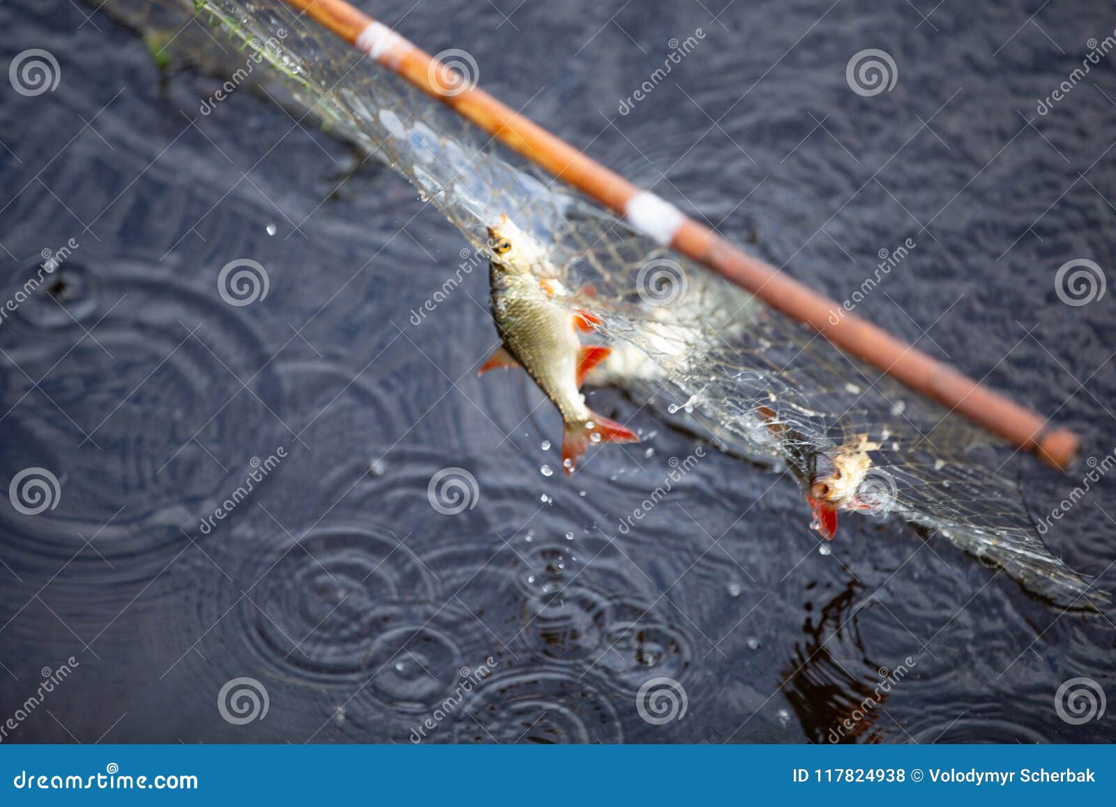 Two Freshwater Fish Caught in a Net Stock Photo - Image of river ...