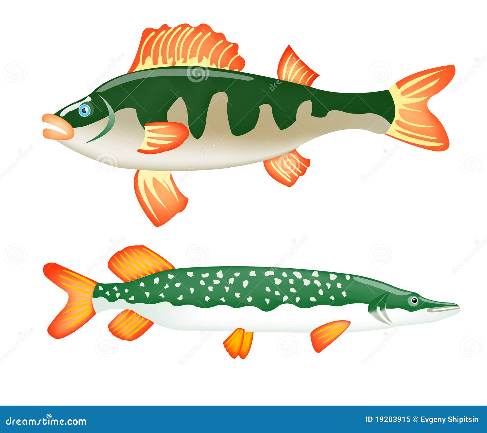 Freshwater Pike Fish Color Drawing Vector Illustration | CartoonDealer ...