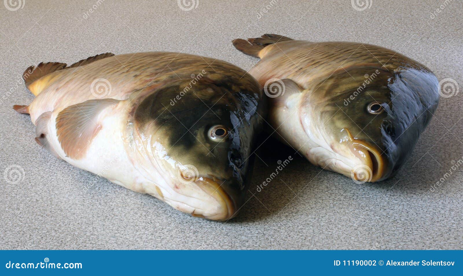 Two freshwater fishes stock photo. Image of close, carp - 11190002