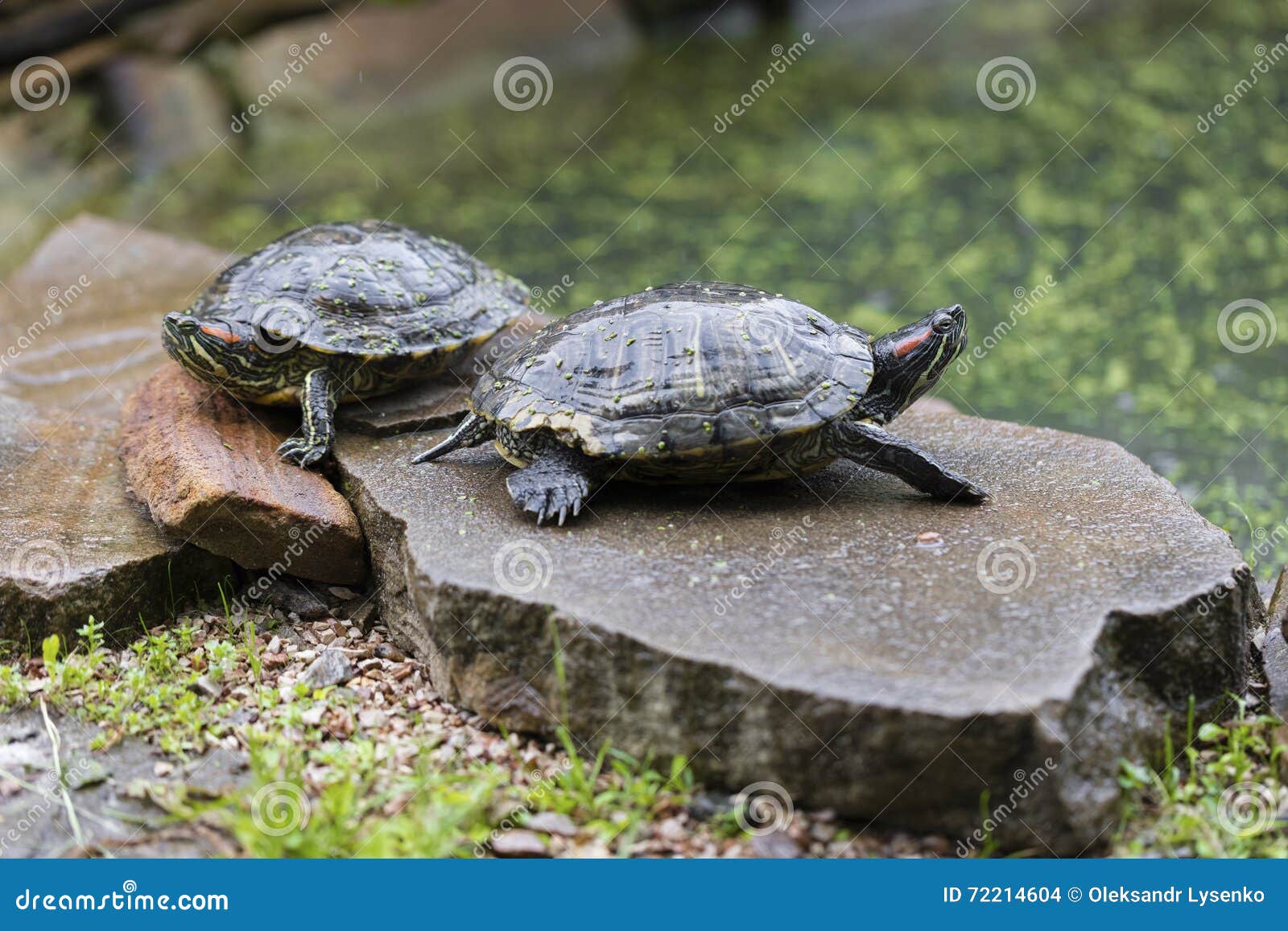 Freshwater Turtles Freshwater Turtles Are Small Or Medium-sized Turtles ...