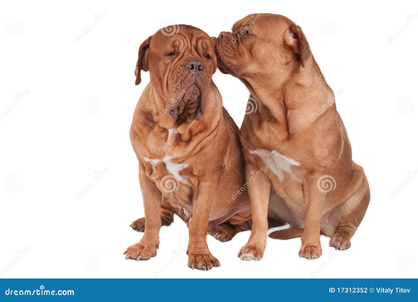 Two friend dogs stock photo. Image of licking, eyes, friend - 17312352