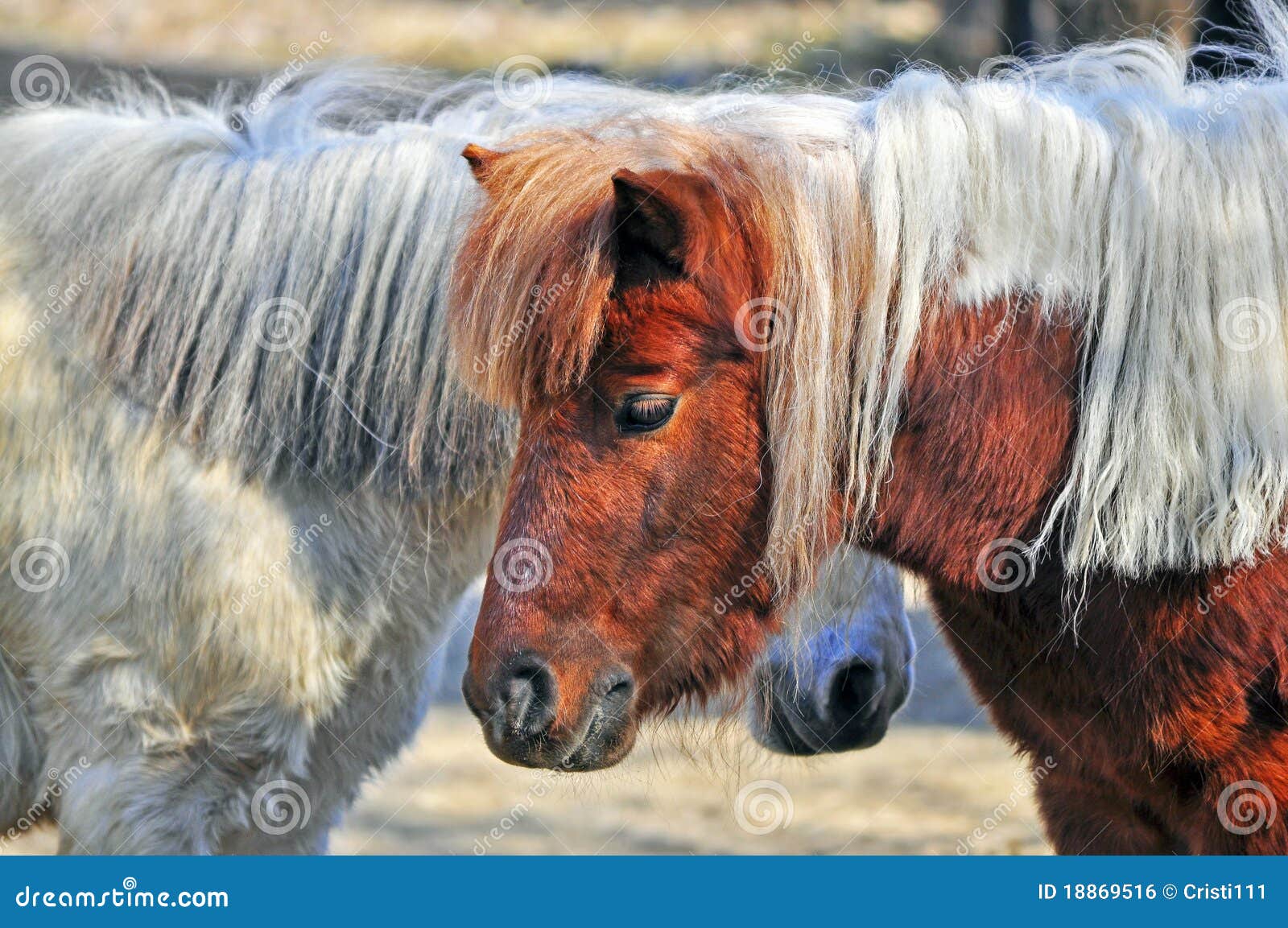 Two friend pony stock photo. Image of horse, mustang - 18869516