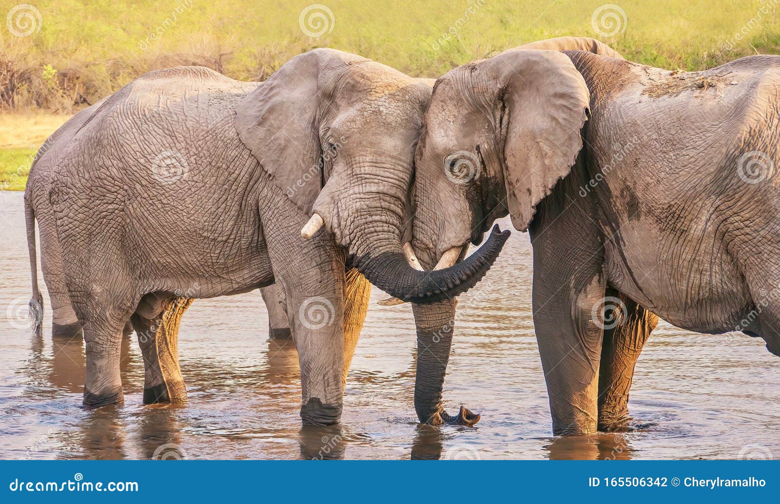 Two Friendly African Elephants in Botswana. Stock Photo - Image of ...