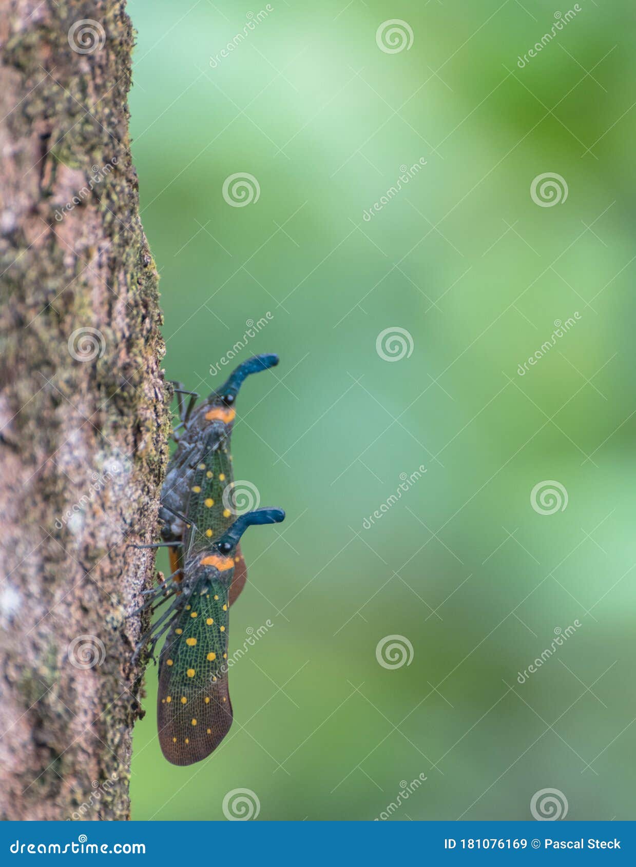 Two Friendly Bugs Meet on a Tree in Borneo Stock Image - Image of ...