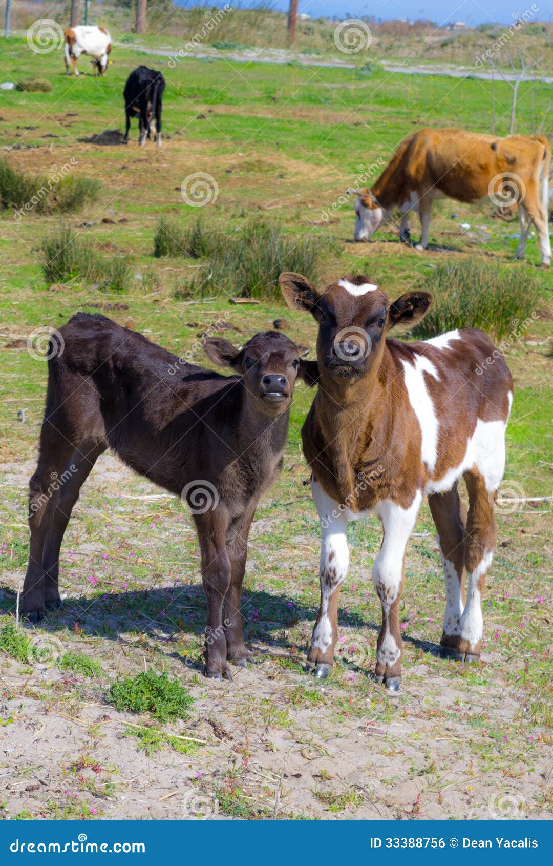 Two friendly calves stock photo. Image of grazing, calves - 33388756