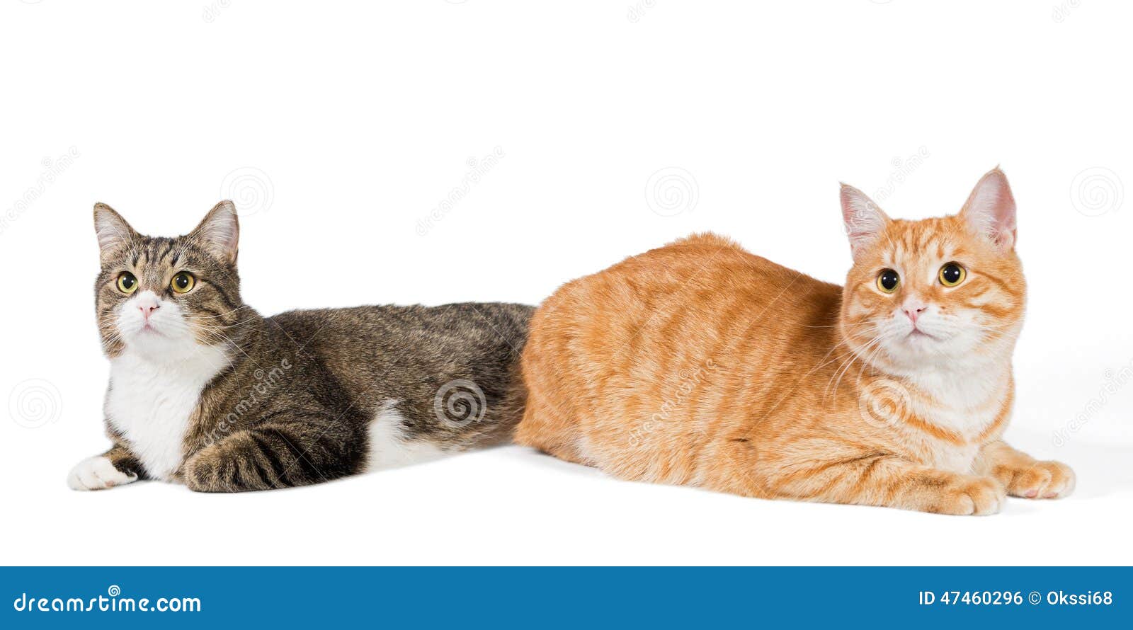 Two friendly cat stock photo. Image of animal, friendship - 47460296