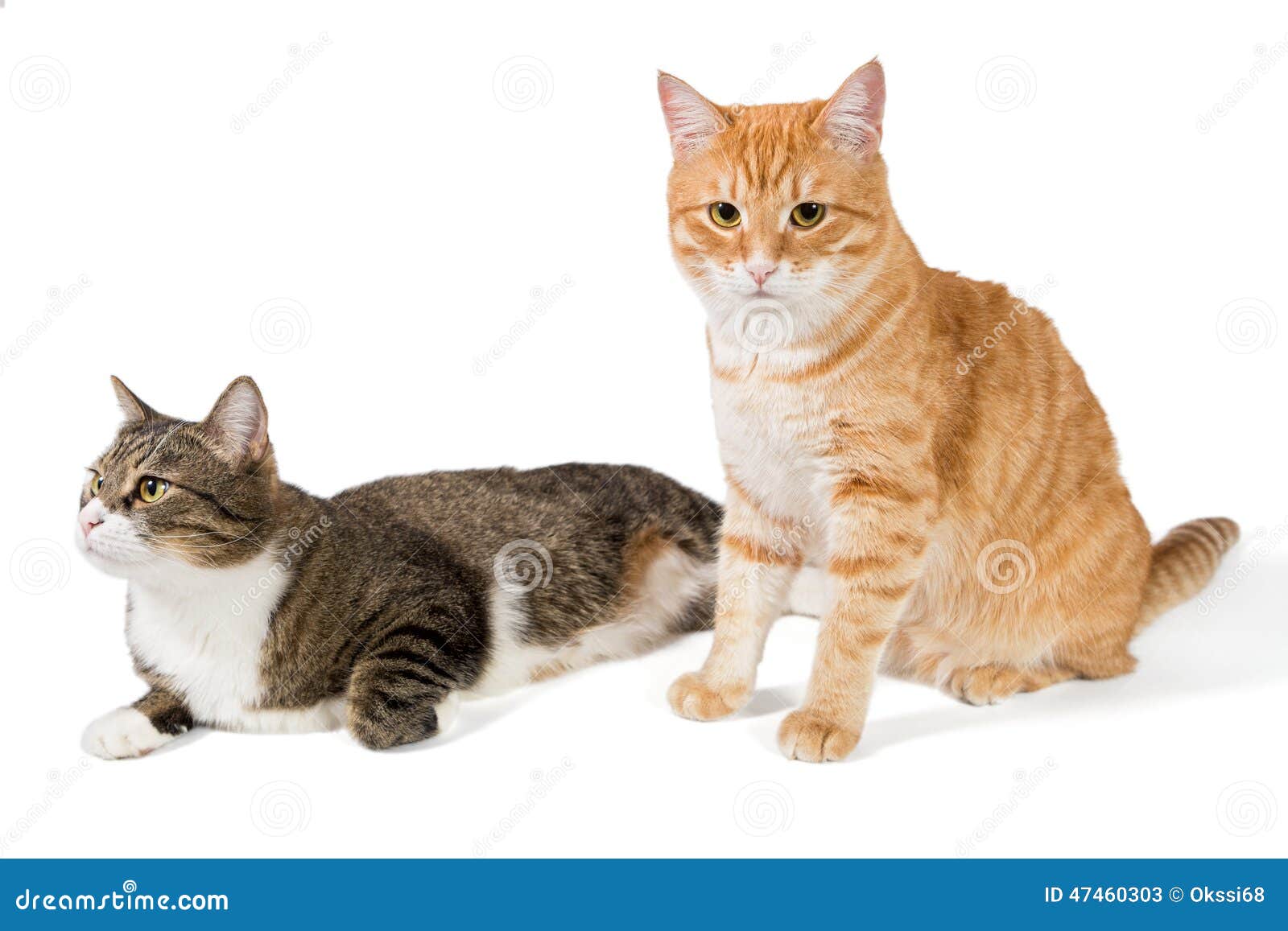 Two friendly cat stock image. Image of beauty, curiosity - 47460303