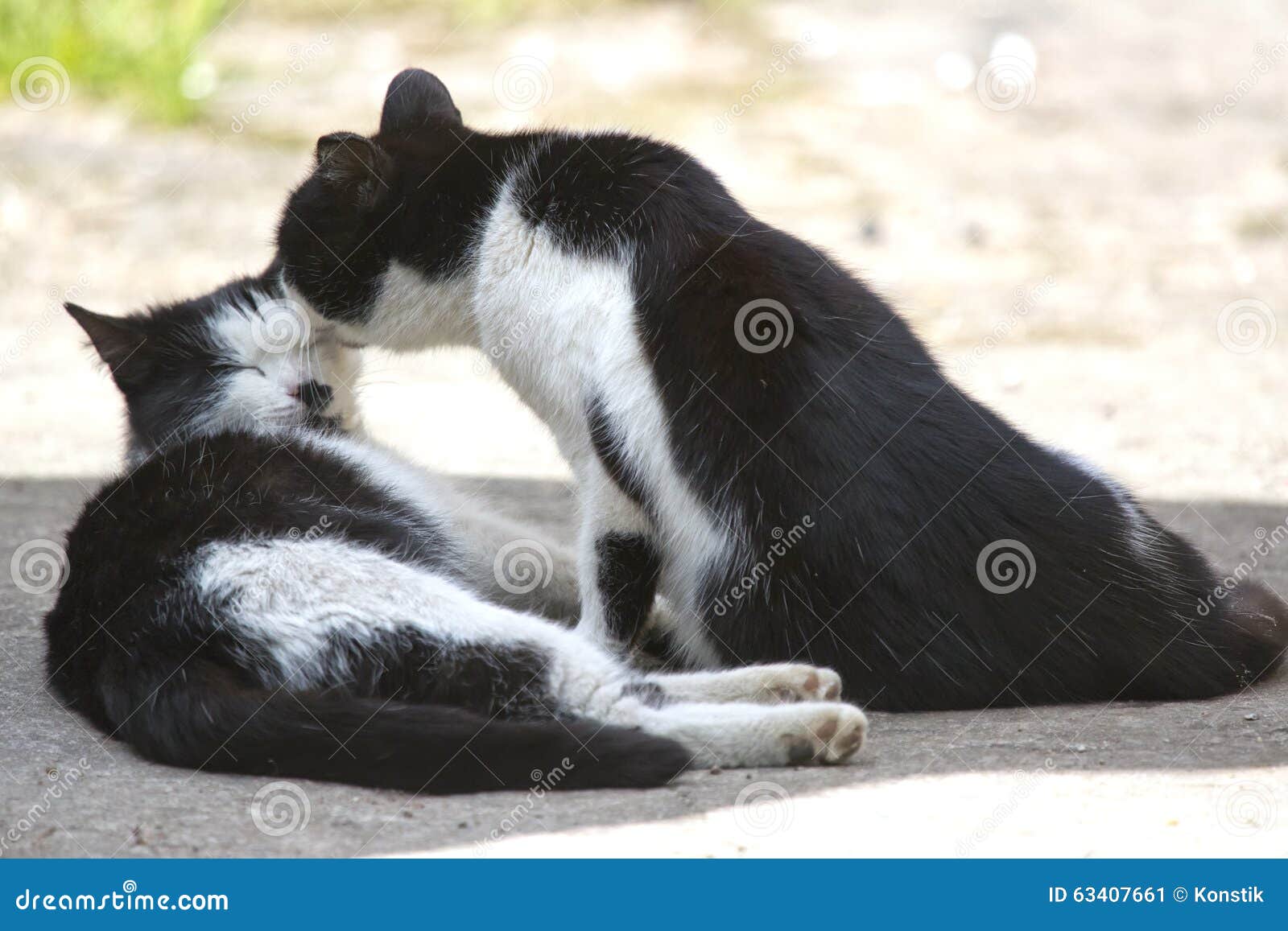 Two Friendly Cats Kissing in Summer Day Stock Image - Image of lovely ...