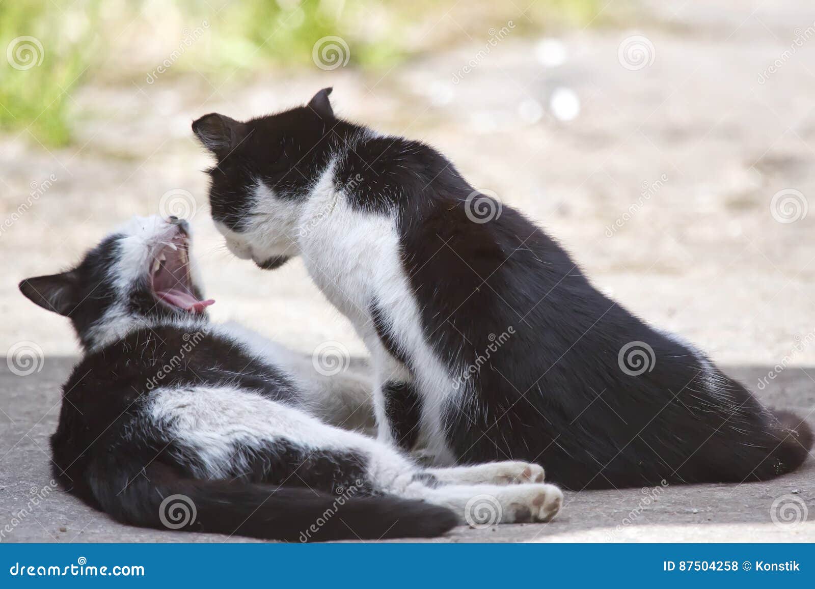 Two Friendly Cats Kissing in Summer Day Stock Photo - Image of sitting ...