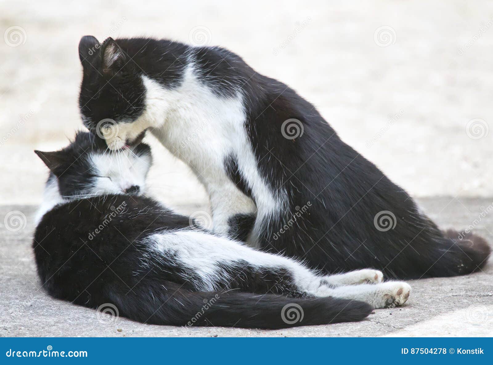 Two Friendly Cats Kissing in Summer Day Stock Photo - Image of purr ...