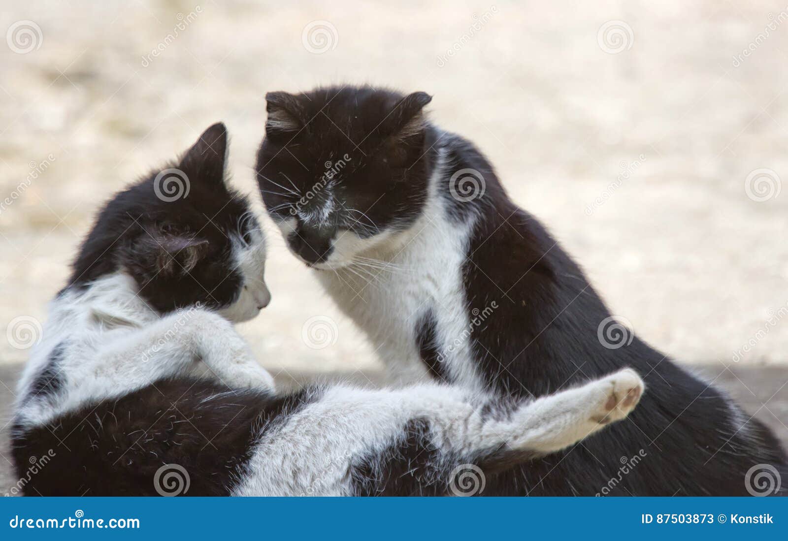 Two friendly cats kissing stock image. Image of outside - 87503873