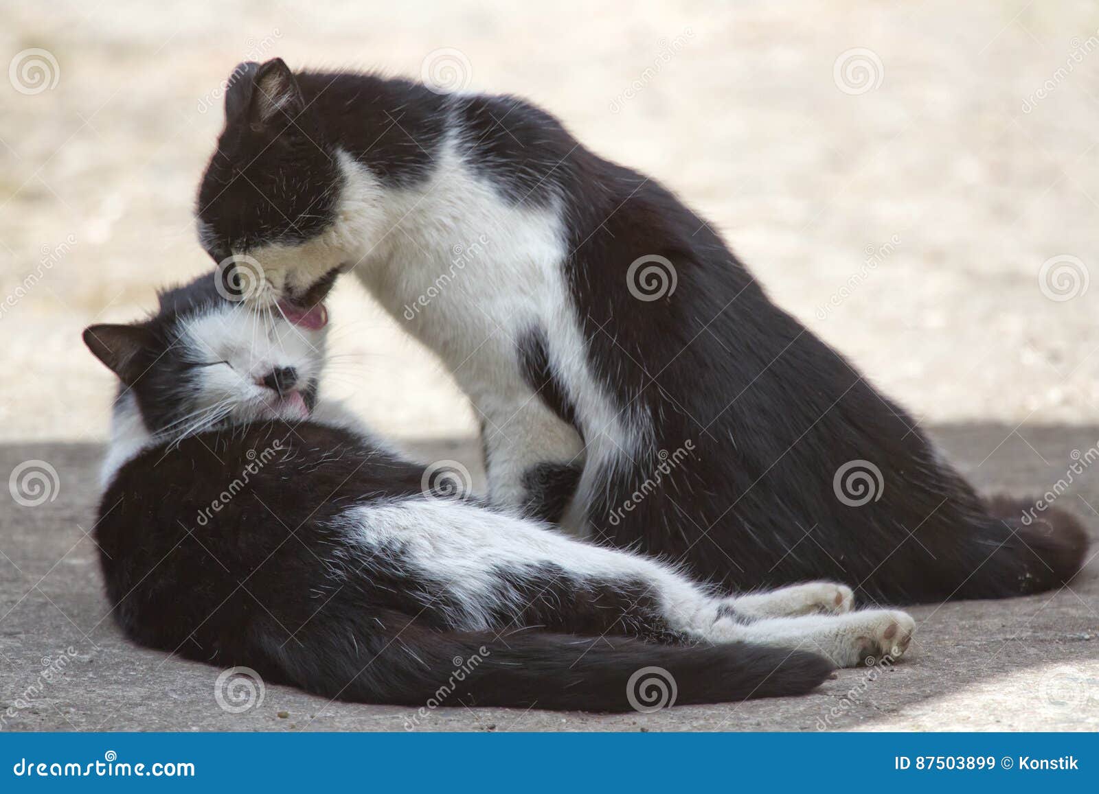 Two friendly cats kissing stock image. Image of lick - 87503899