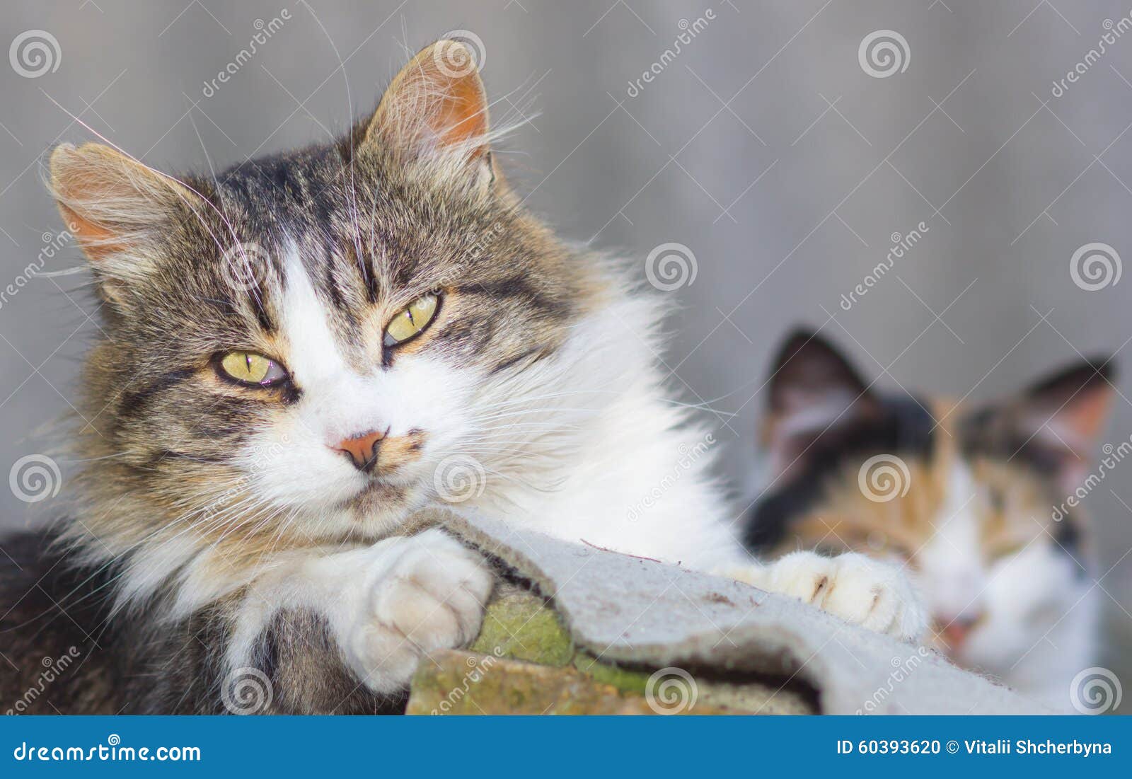 Two friendly cats. stock photo. Image of head, whiskers - 60393620