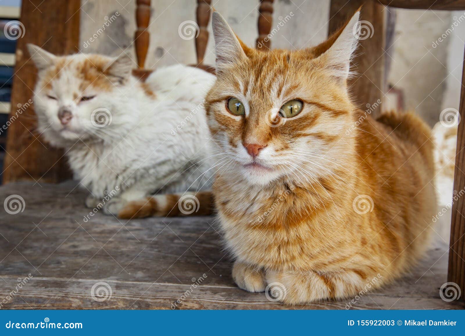 Two Friendly Cats are Resting Stock Image - Image of seat, family ...