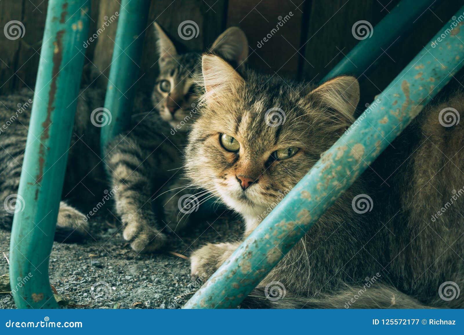 Two friendly cats stock image. Image of ruddy, light - 125572177