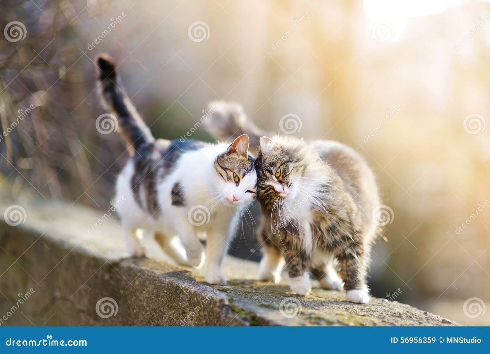 Two friendly cats stock image. Image of feline, animal - 56956359