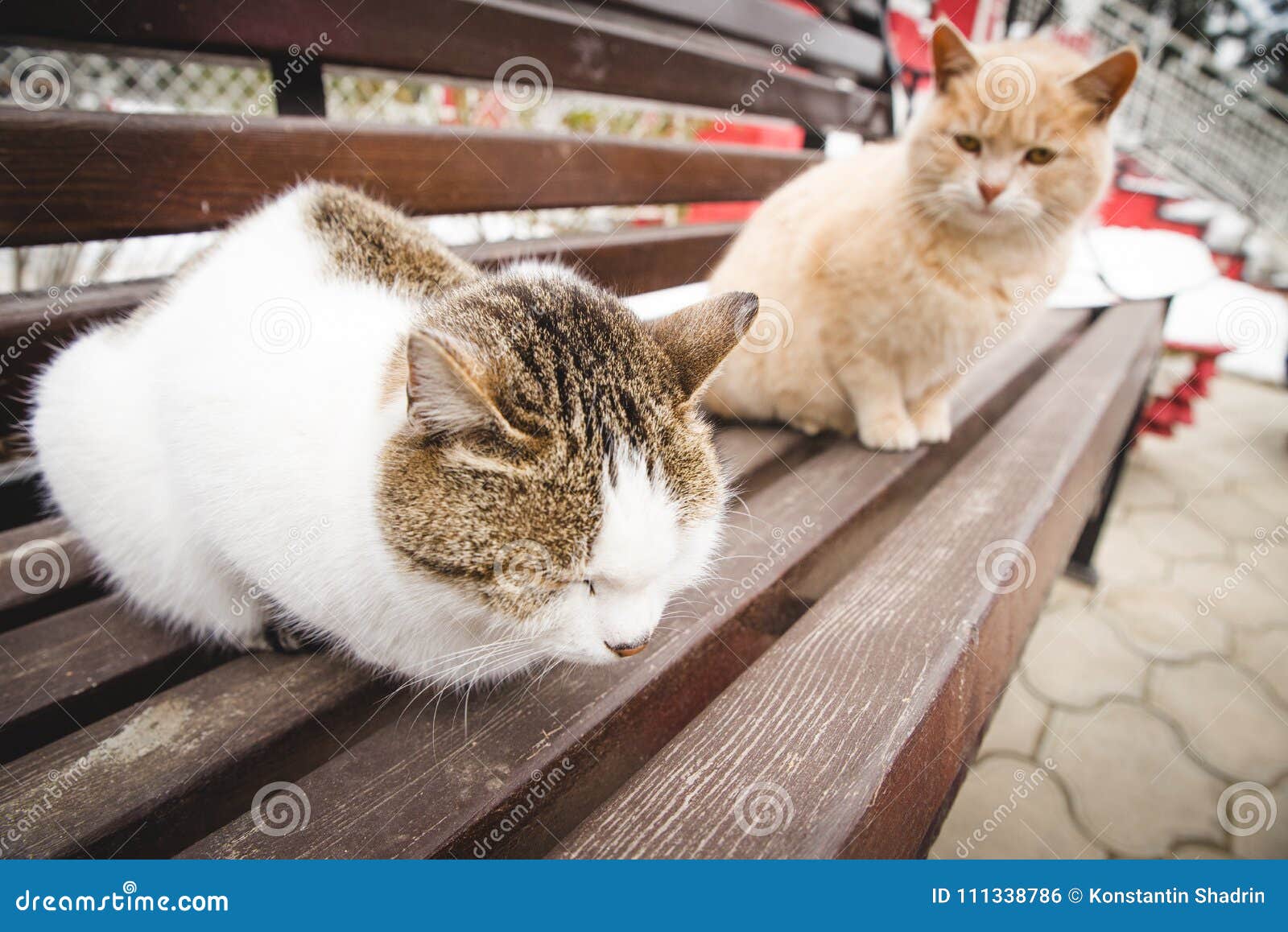 Two Friendly Cats on Spring Stock Photo - Image of gentle, gray: 111338786