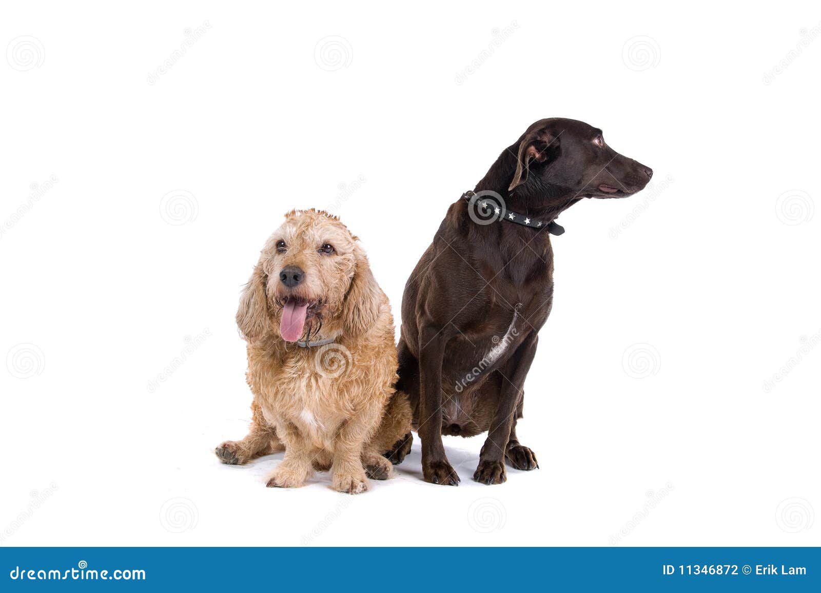 Two friendly dogs stock photo. Image of isolated, animals - 11346872